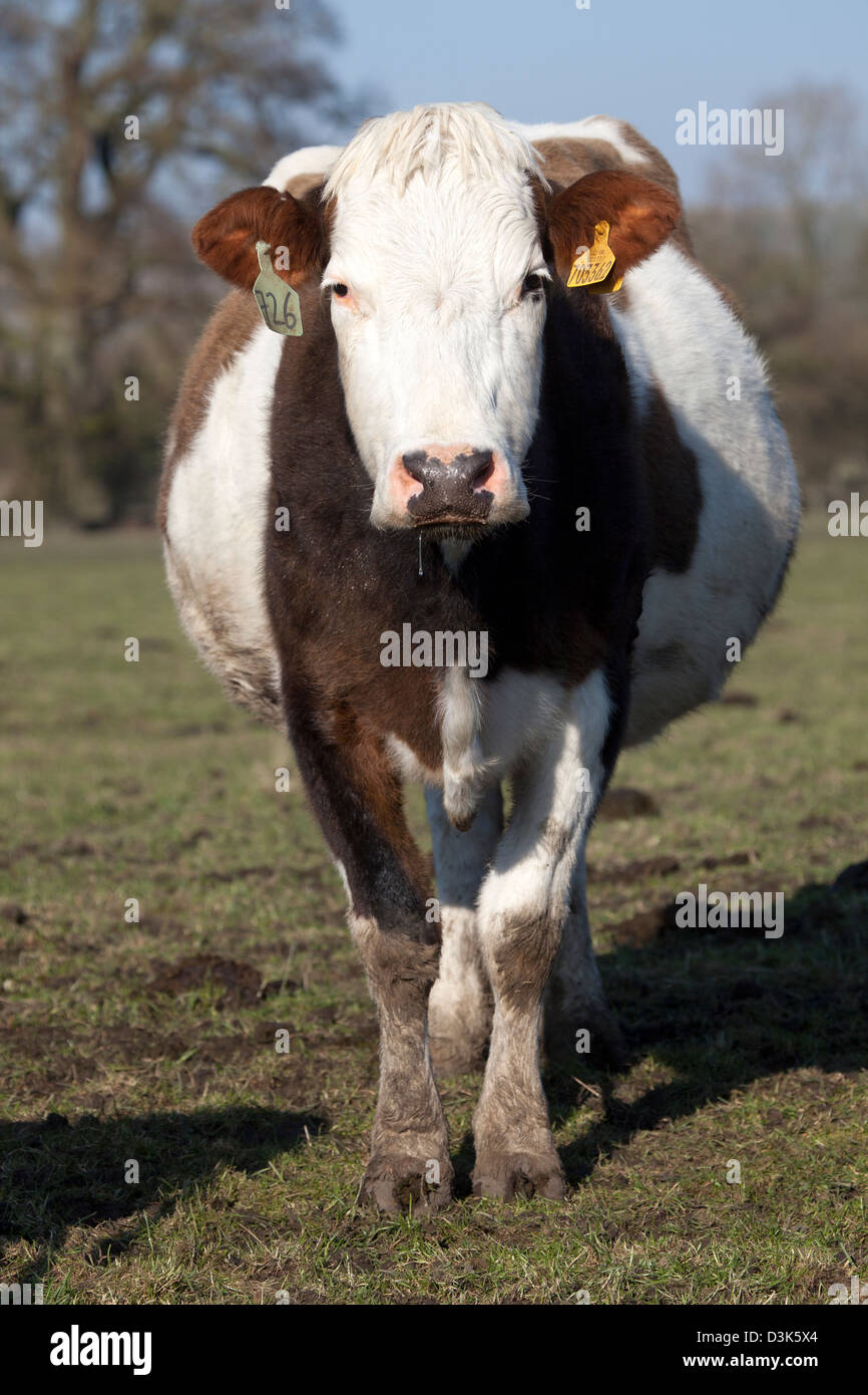 Montbéliarde cow hi-res stock photography and images - Alamy