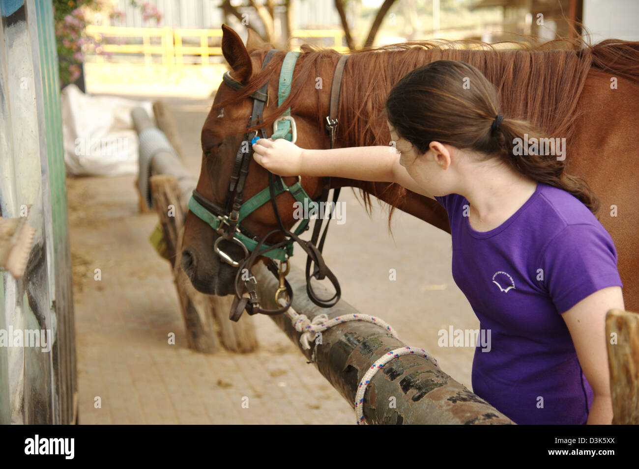 animal, domestic, horse, ride, riding, rider Stock Photo - Alamy