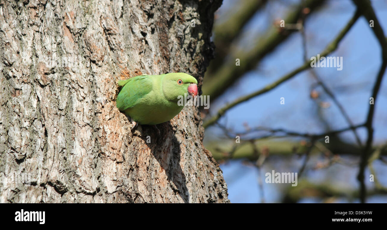 Richmond Park, London, England. Rose-ringed parakeet emerging from hole ...