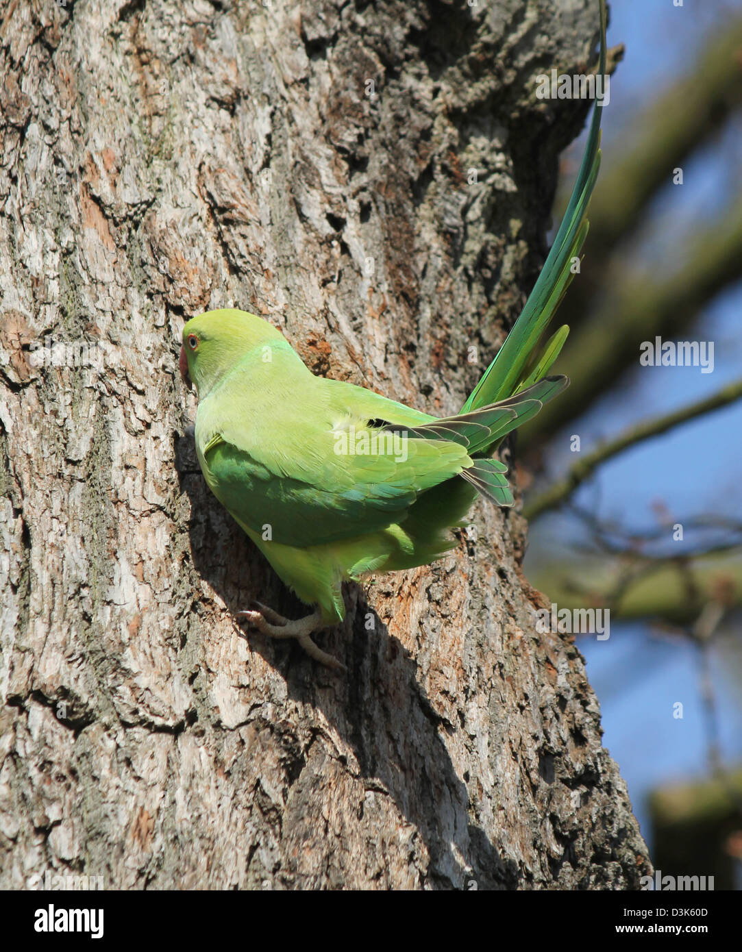 Richmond Park, London, England. Rose-ringed parakeet clinging to tree ...