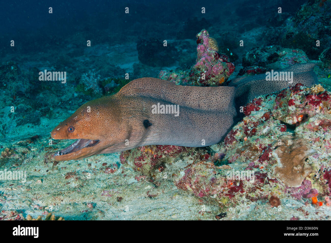 Giant moray eel swimming out of its hole on the reef, Ari and Male ...
