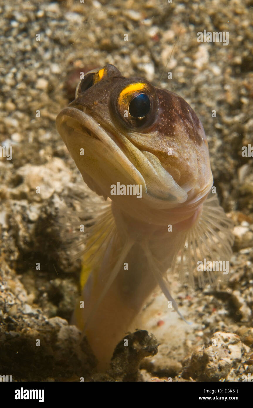 Pouting fish hi-res stock photography and images - Alamy