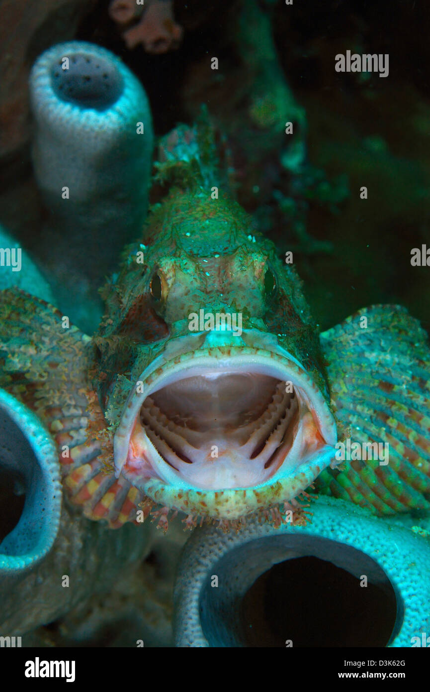 Green grouper hi-res stock photography and images - Alamy