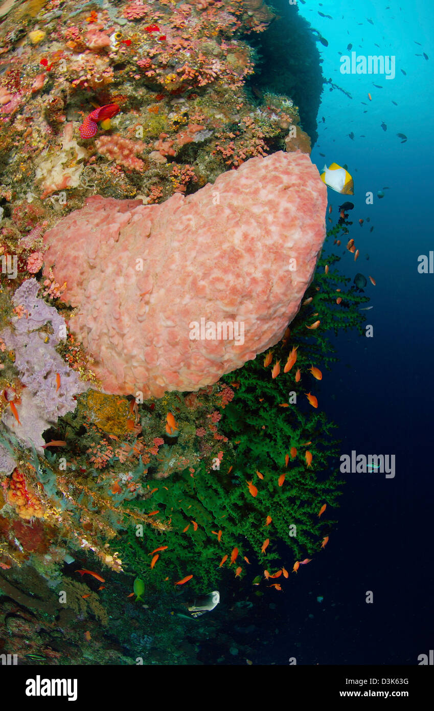 Green coral with red fish and pink sponge, Manado, North Sulawesi ...