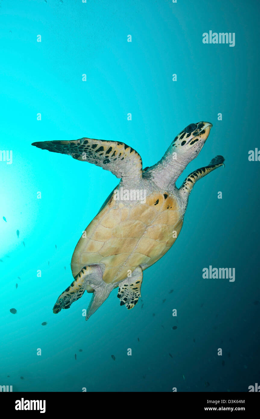 Green turtle swimming, Sabah, Malaysia Stock Photo - Alamy