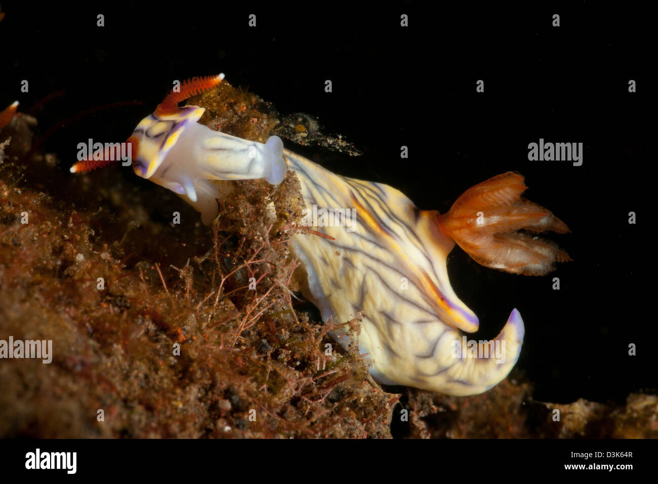 Hypselodoris sp. sea slug nudibranch with extended mouth, Bali ...