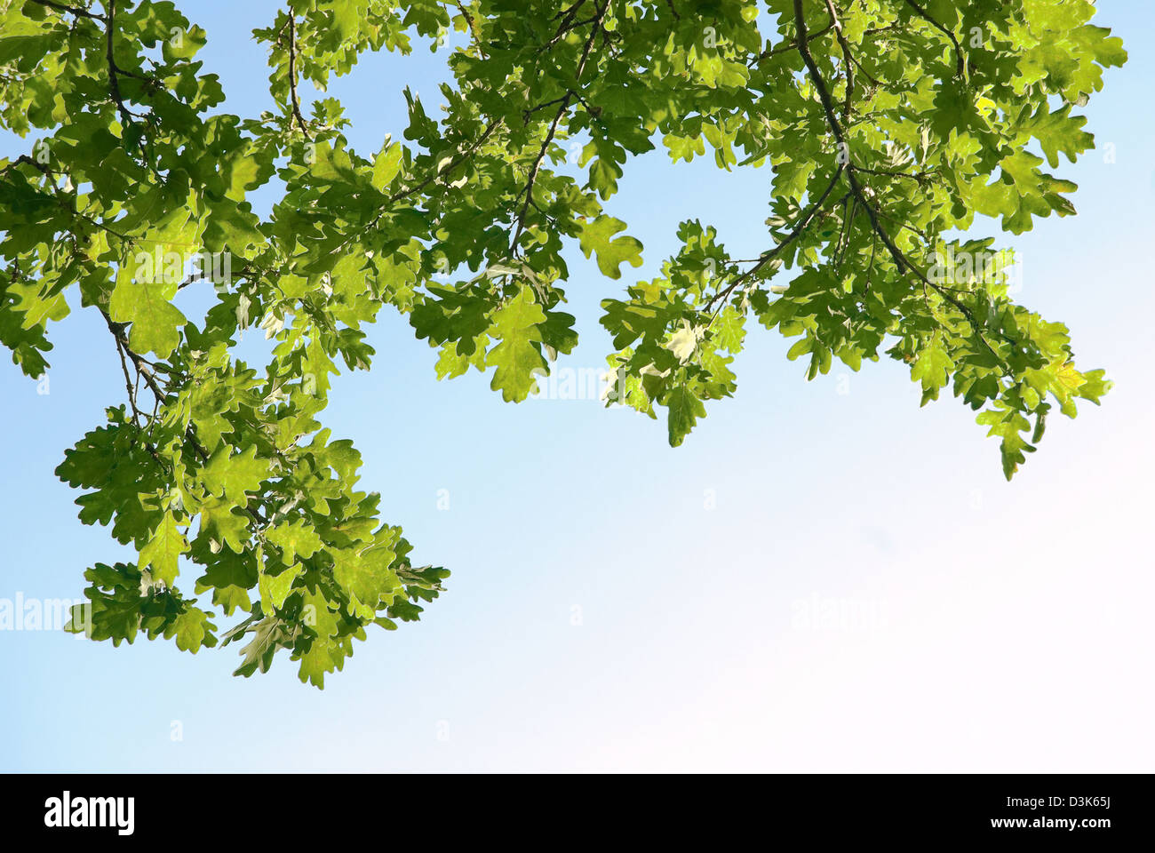 Blue summer sky oak tree hi-res stock photography and images - Alamy