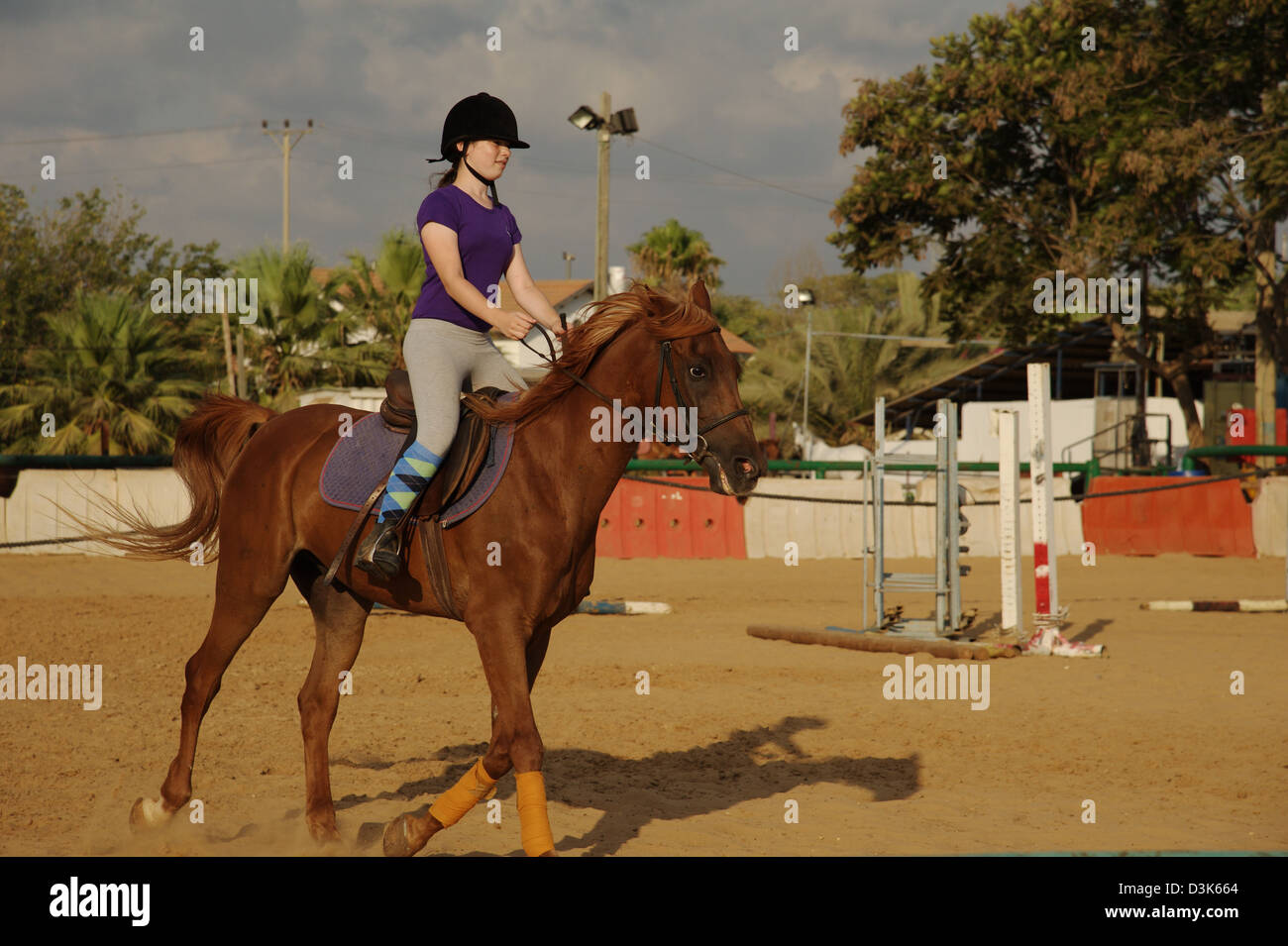 animal, domestic, horse, ride, riding, rider Stock Photo - Alamy