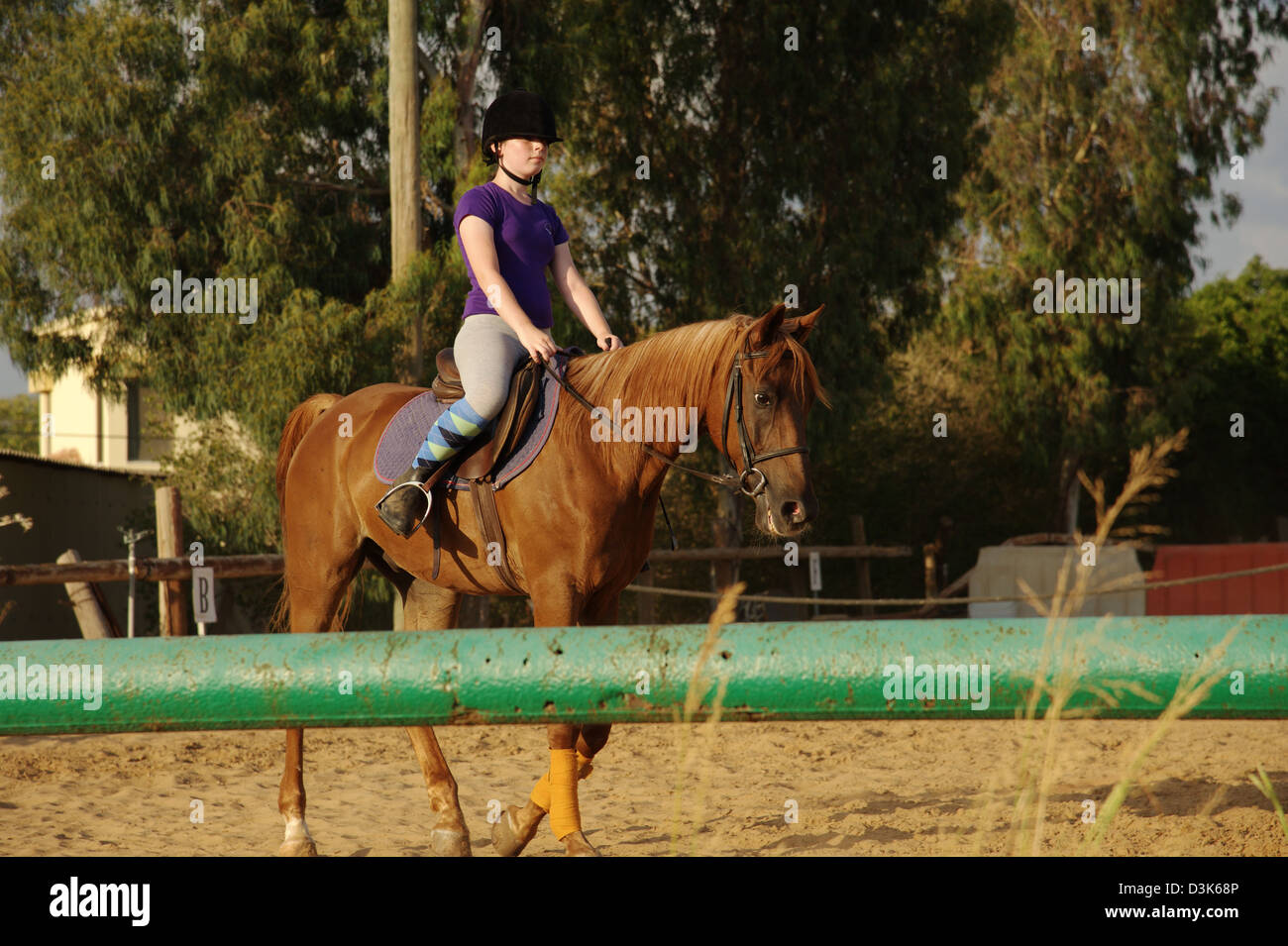 animal, domestic, horse, ride, riding, rider Stock Photo - Alamy