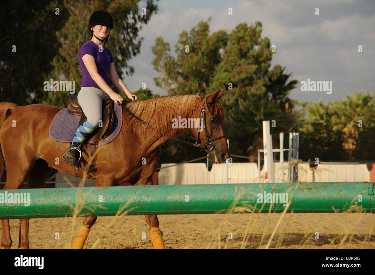 animal, domestic, horse, ride, riding, rider Stock Photo - Alamy