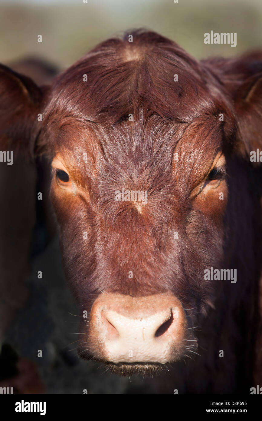 Lincoln Red Cattle High Resolution Stock Photography and Images - Alamy
