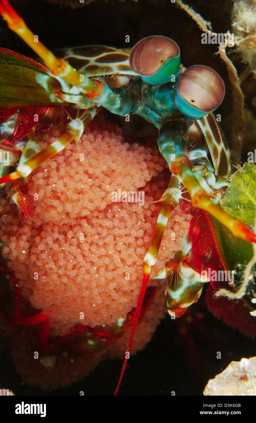 Mantis fish hi-res stock photography and images - Alamy