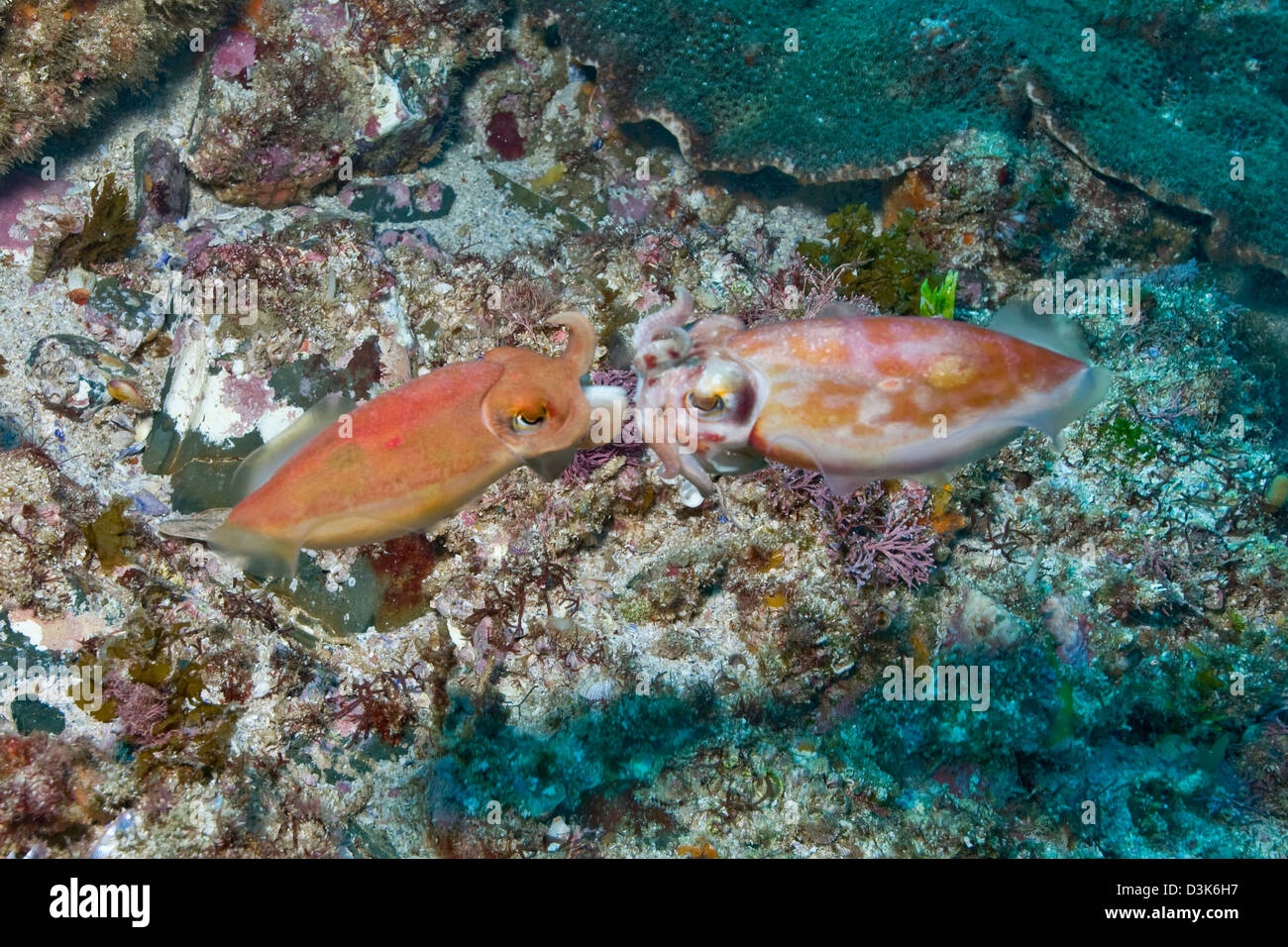 Mating orange cuttlefish, Byron Bay, Australia Stock Photo - Alamy