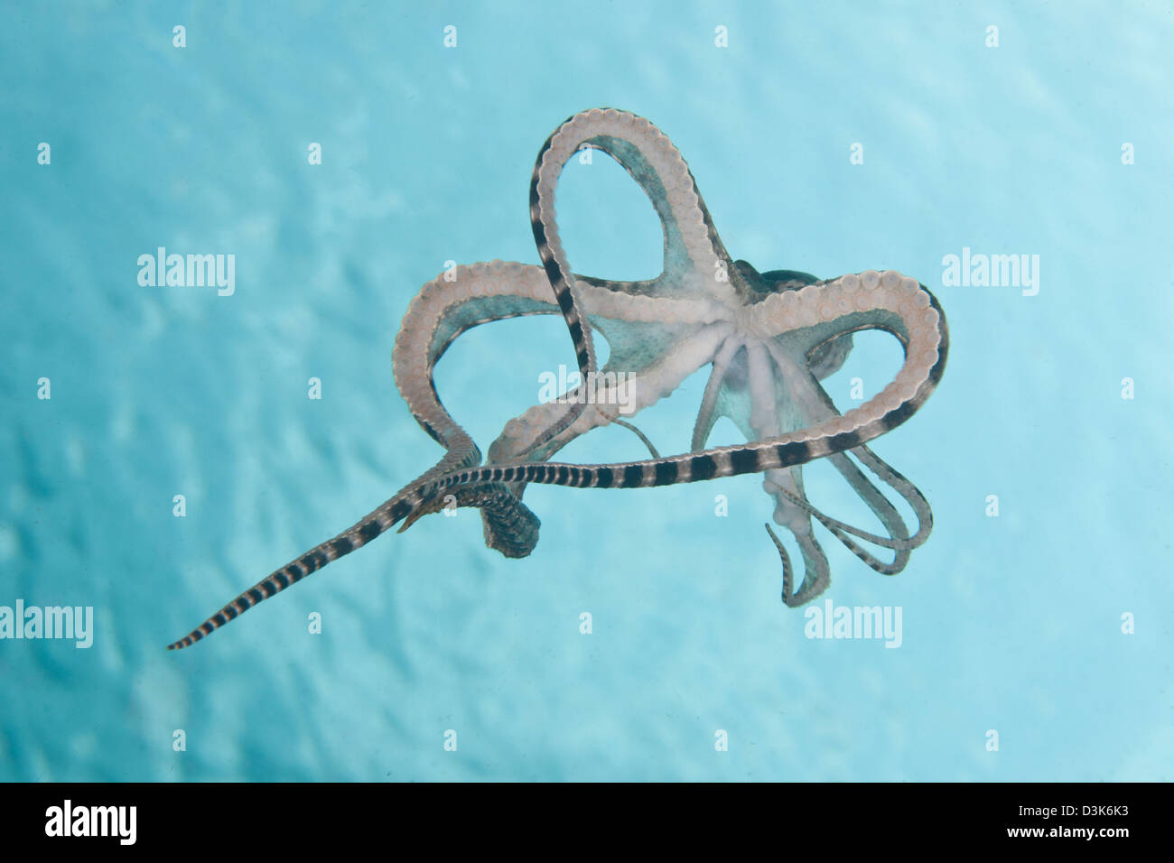 Mimic octopus hi-res stock photography and images - Alamy