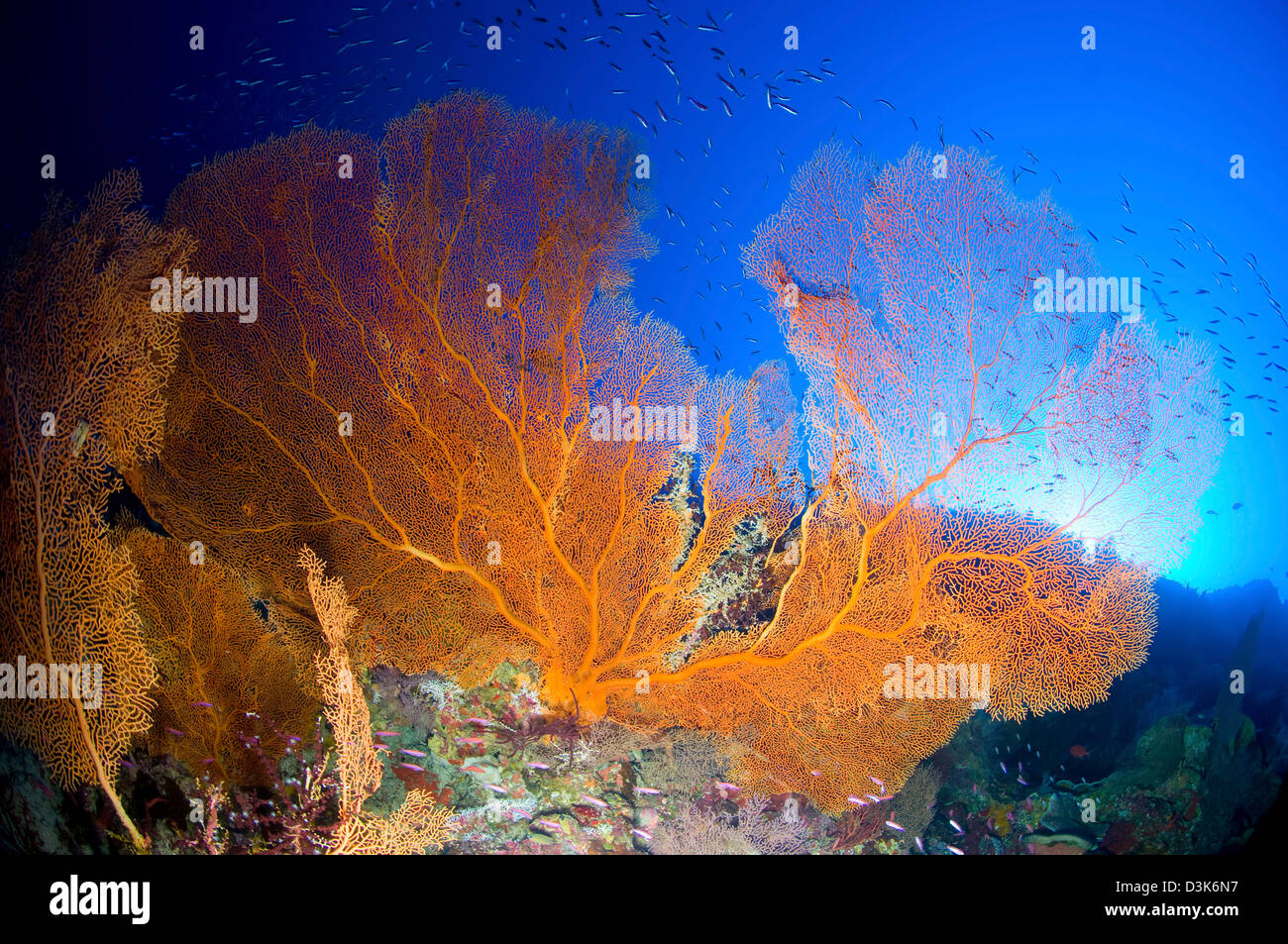 Orange gorgonian sea fan, Christmas Island, Australia Stock Photo - Alamy