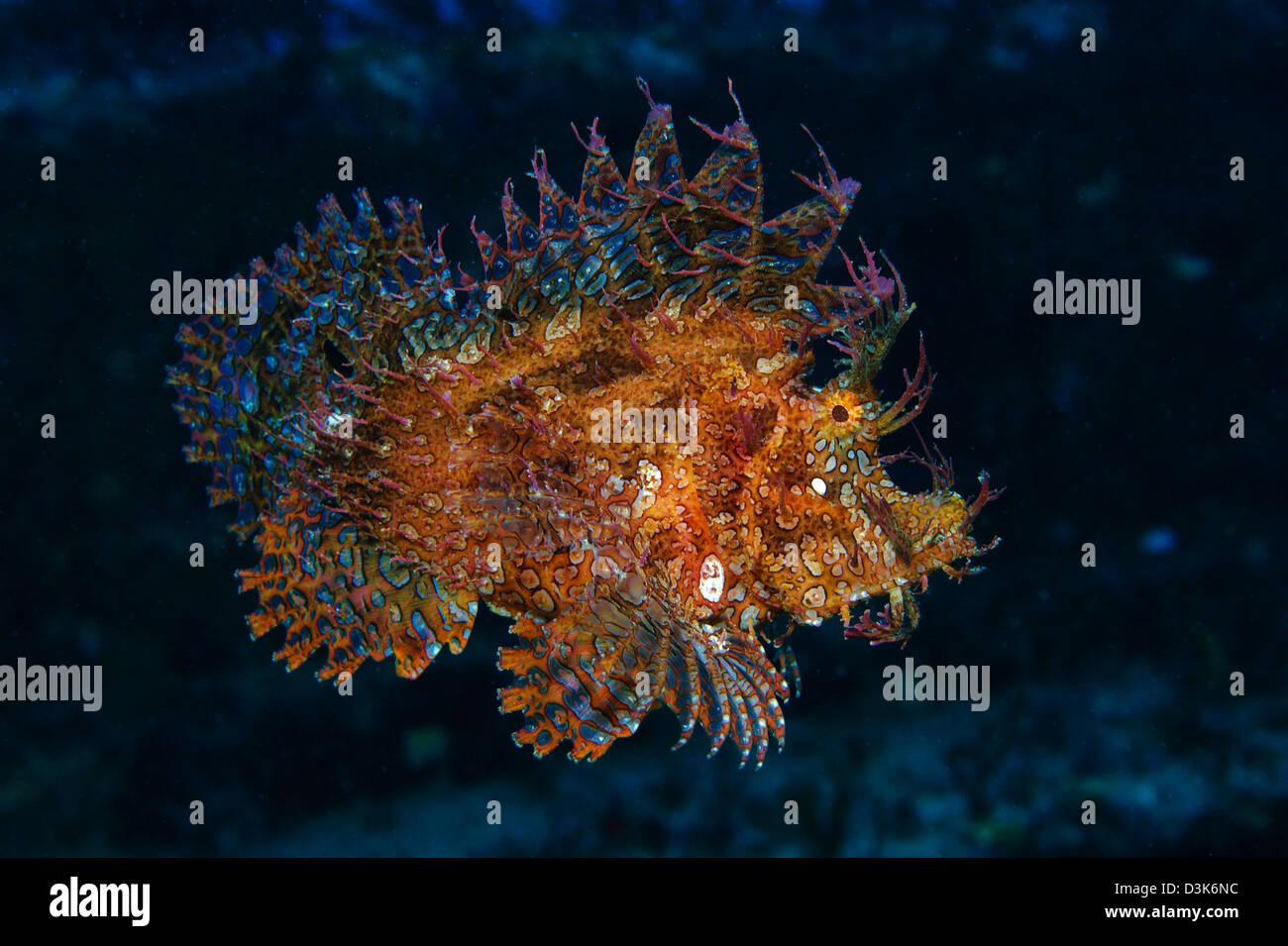 Orange scorpionfish (rhinopias eschmeyeri) swimming, Mauritius Stock ...