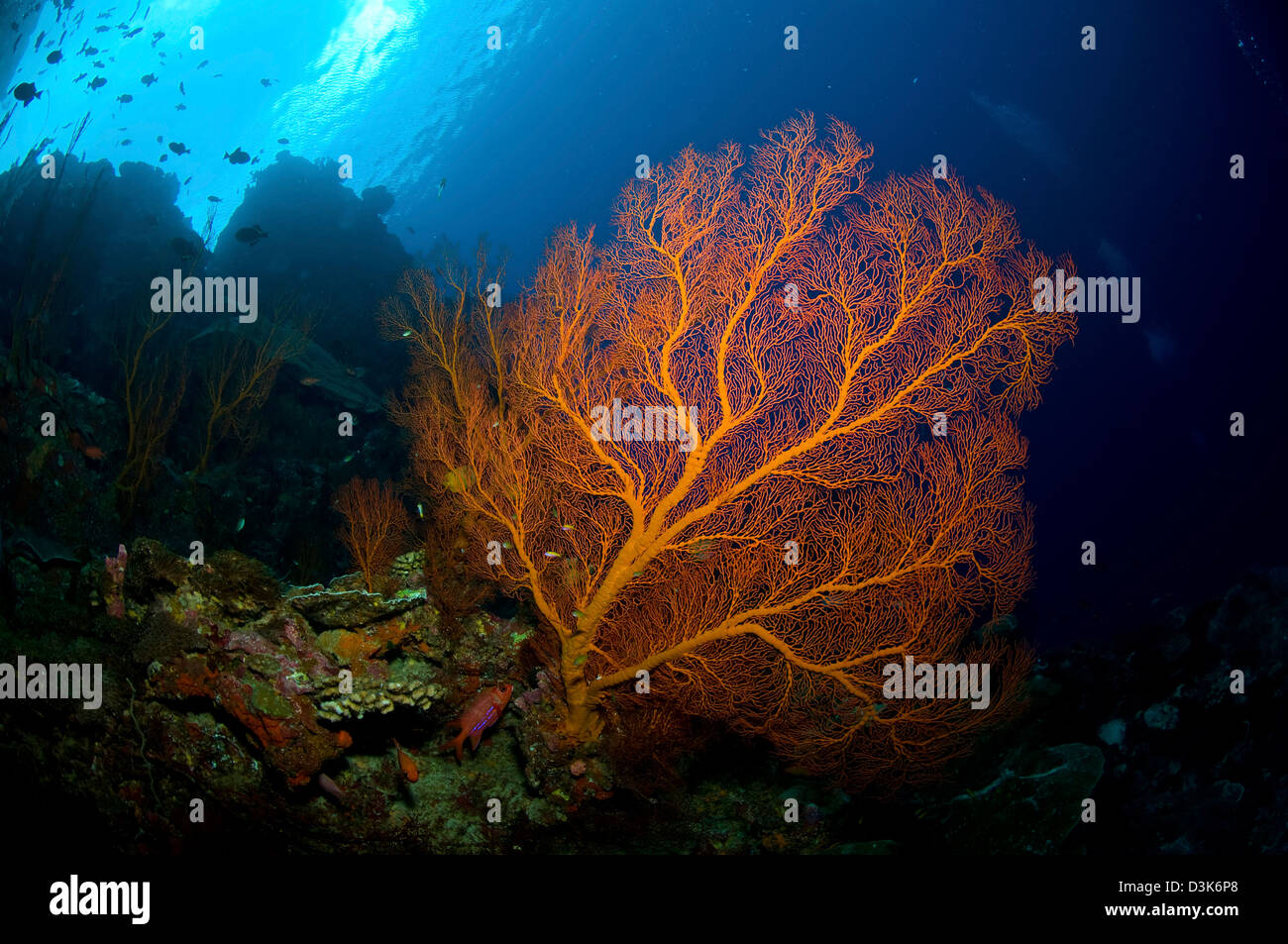 Orange sea fan, Christmas Island, Australia Stock Photo - Alamy