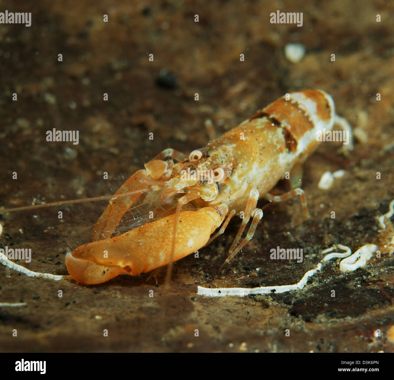 Orange snapping shrimp in coconut shell, Lembeh Strait, Bitung, North ...