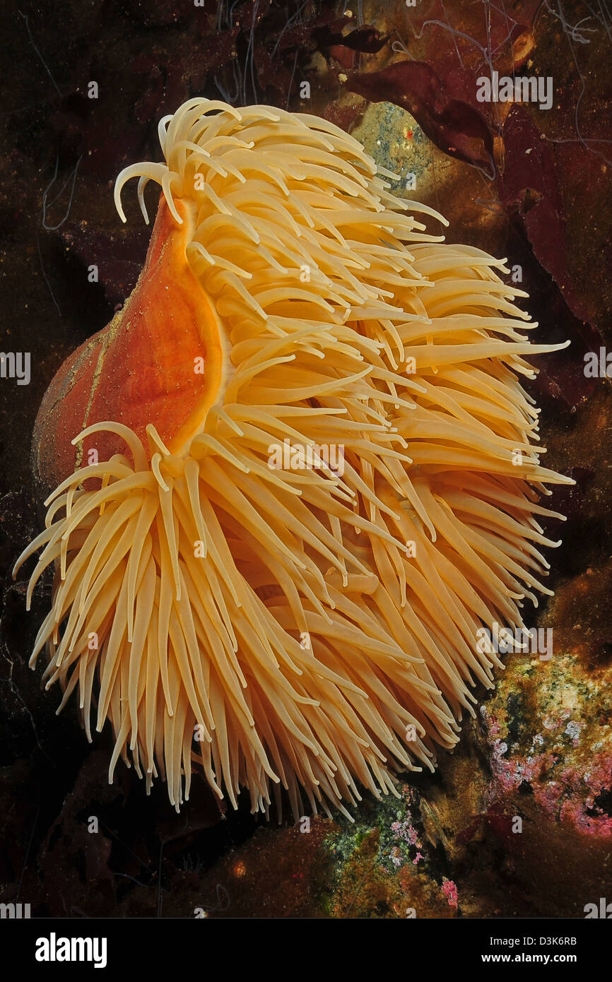 Orange Sea Anemone
