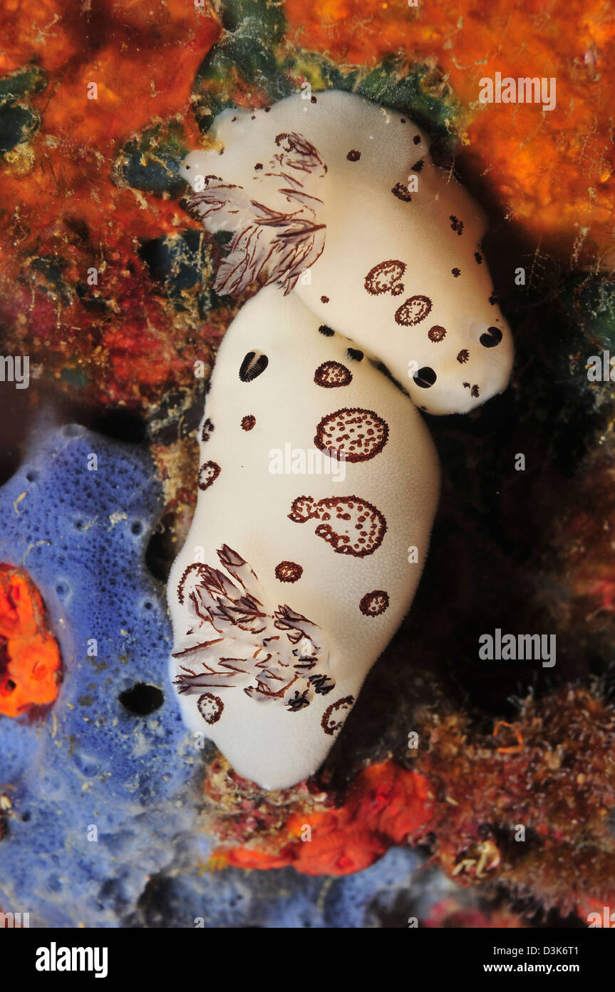 Blue sea slugs hi-res stock photography and images - Alamy