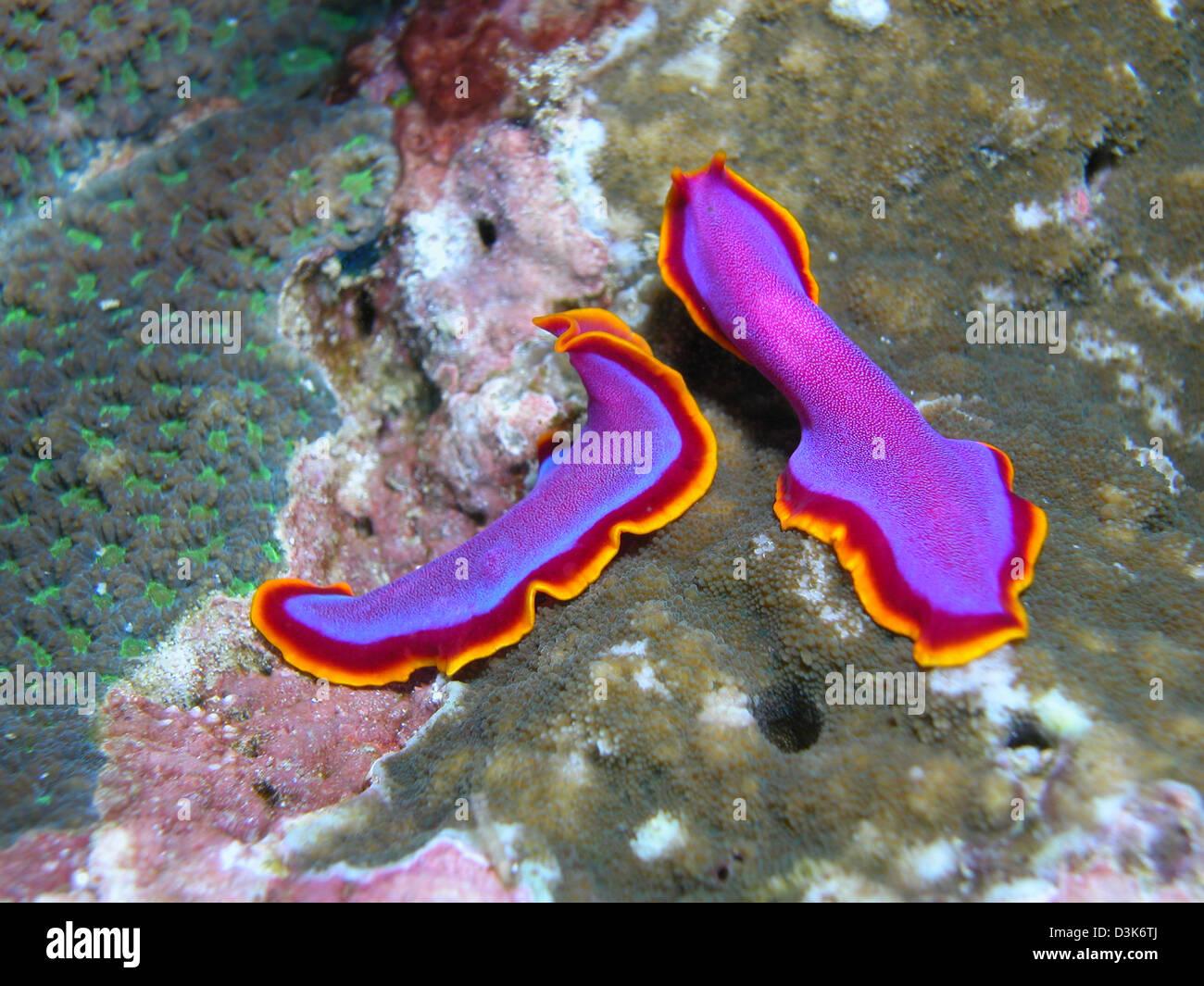 Yellow marine flatworm hi-res stock photography and images - Alamy