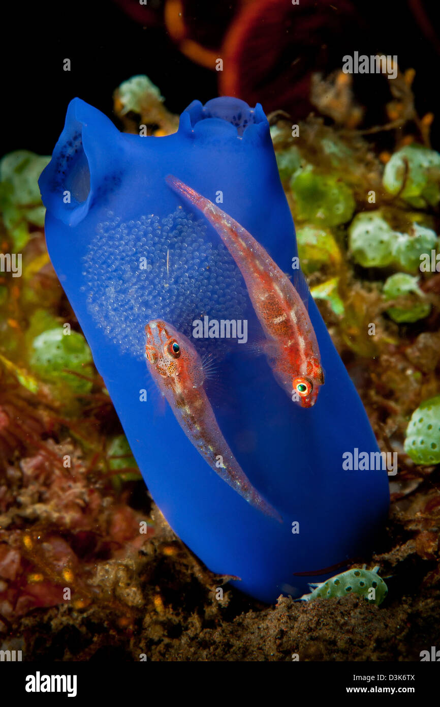 Pair red gobies on blue hi-res stock photography and images - Alamy