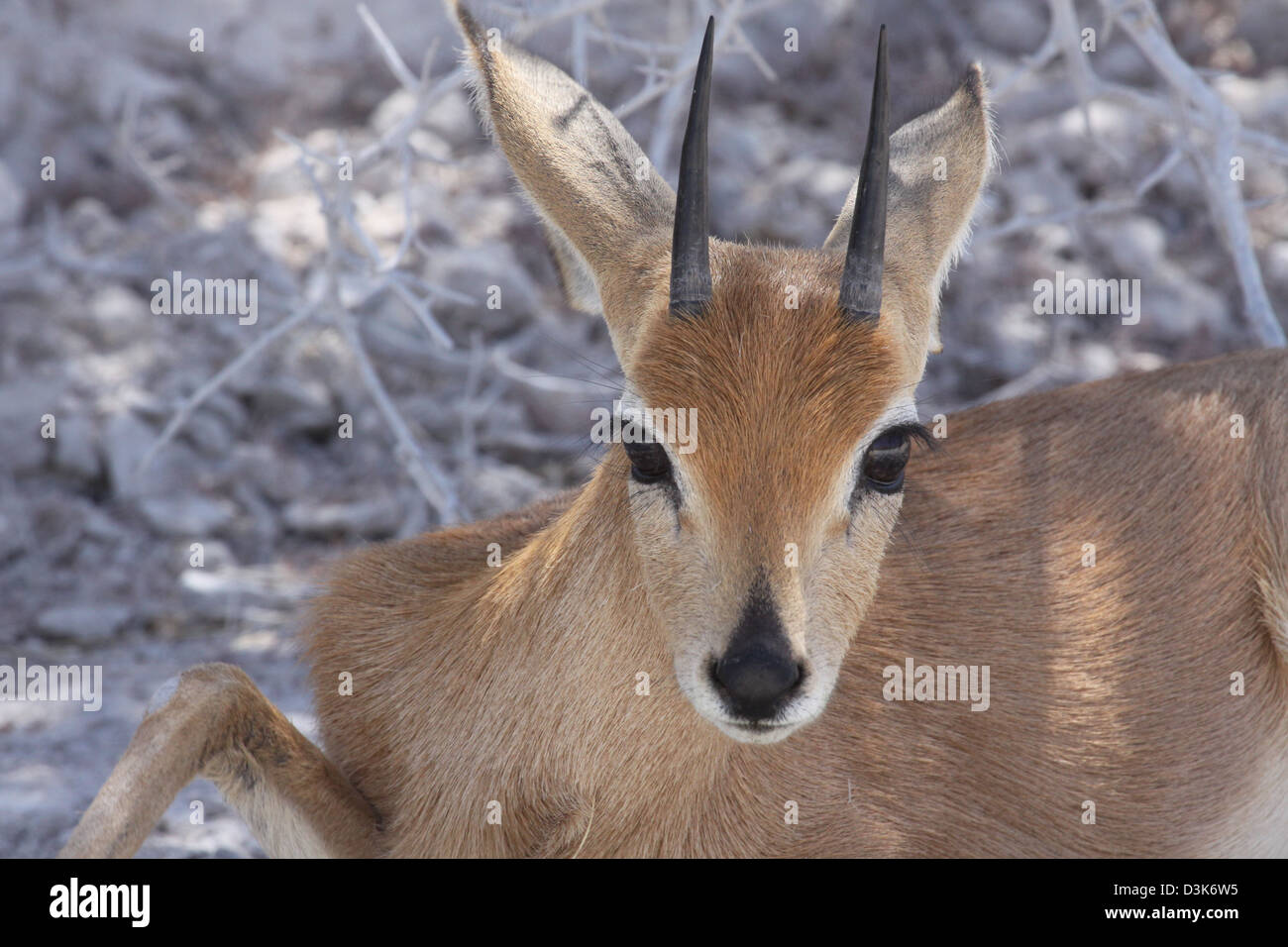 Steenbok lying down in Etosha National Park, Namibia, south Africa ...