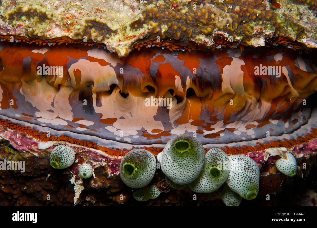 Habitat filter hi-res stock photography and images - Alamy