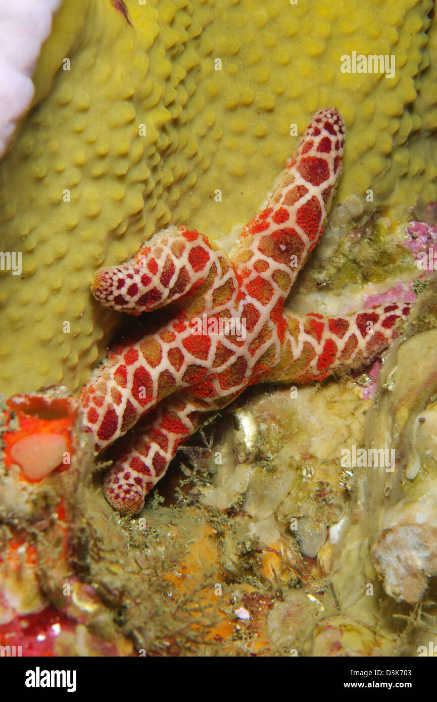 Red Sea Star, Sydney, Australia Stock Photo - Alamy