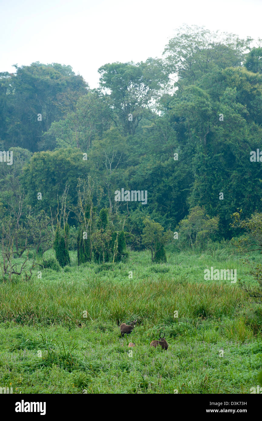 Situtunga (Tragelaphus spekii) feeding in the swamp, Saiwa Swamp ...