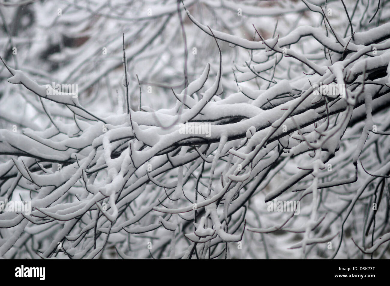 Snow covering tree hi-res stock photography and images - Alamy