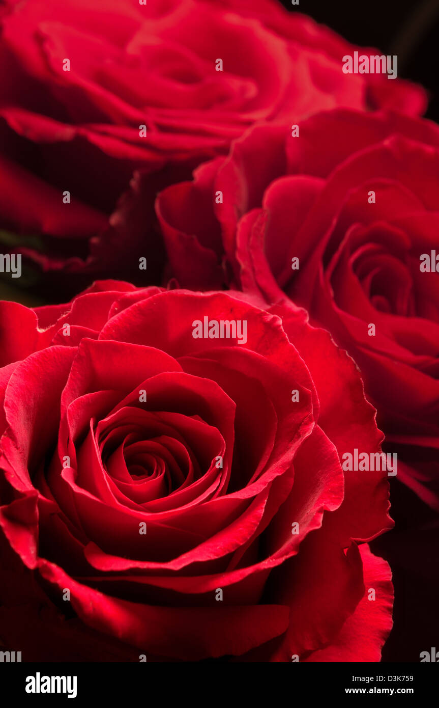 Three red roses hi-res stock photography and images - Alamy