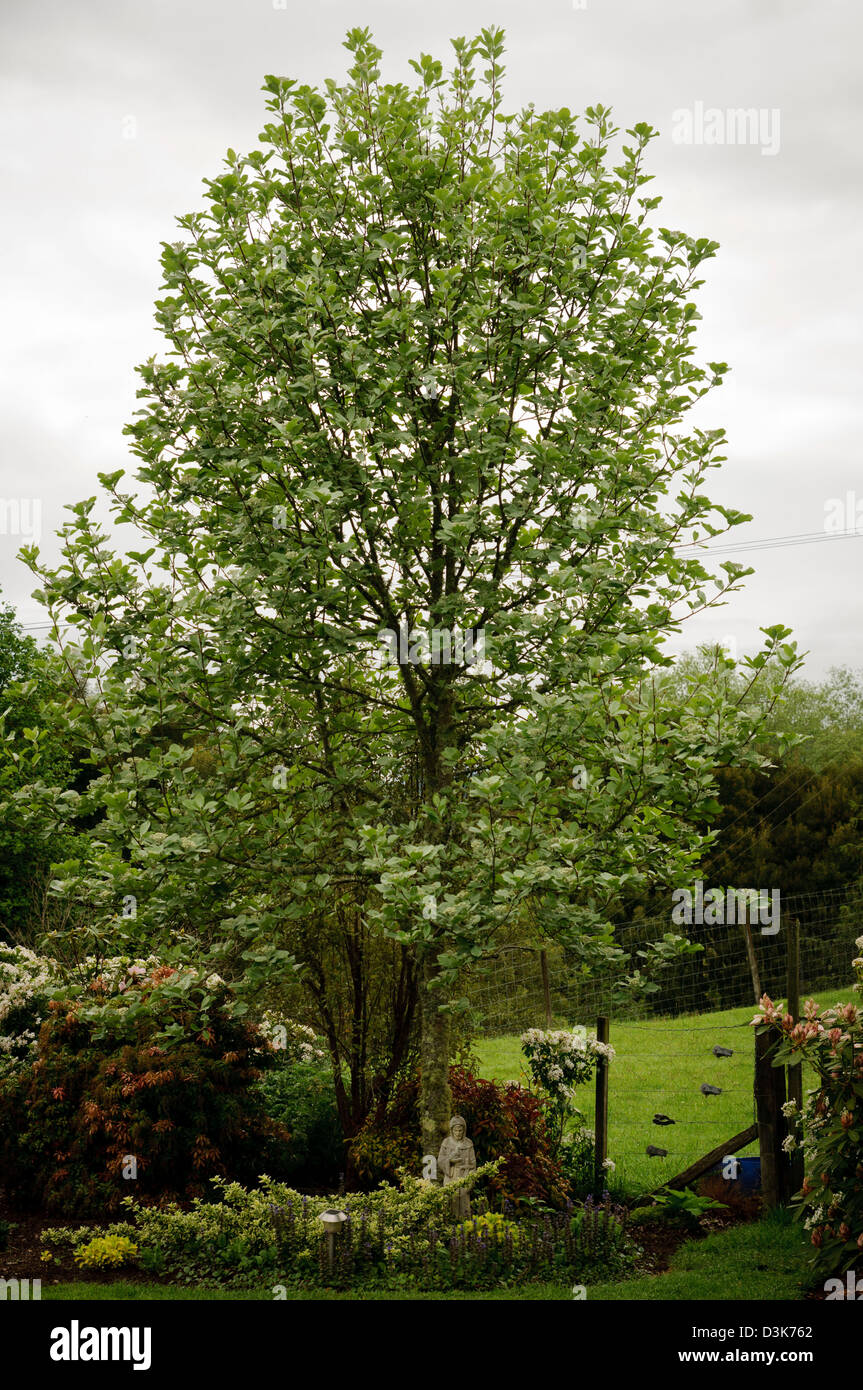 Sorbus trees hi-res stock photography and images - Alamy