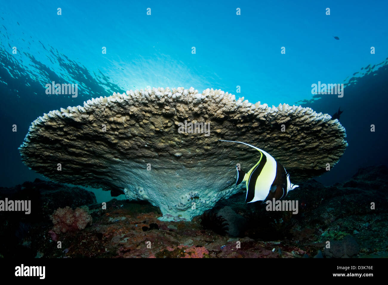 Moorish idol zanclus cornutus in hi-res stock photography and images ...