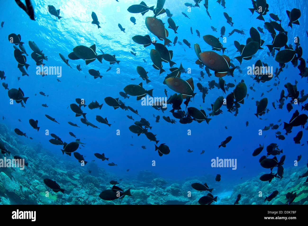 School of black Indian Ocean triggerfish, Christmas Island, Australia ...