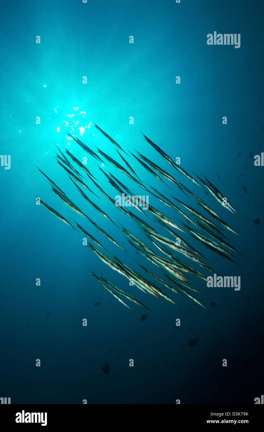 Razorfish High Resolution Stock Photography and Images - Alamy