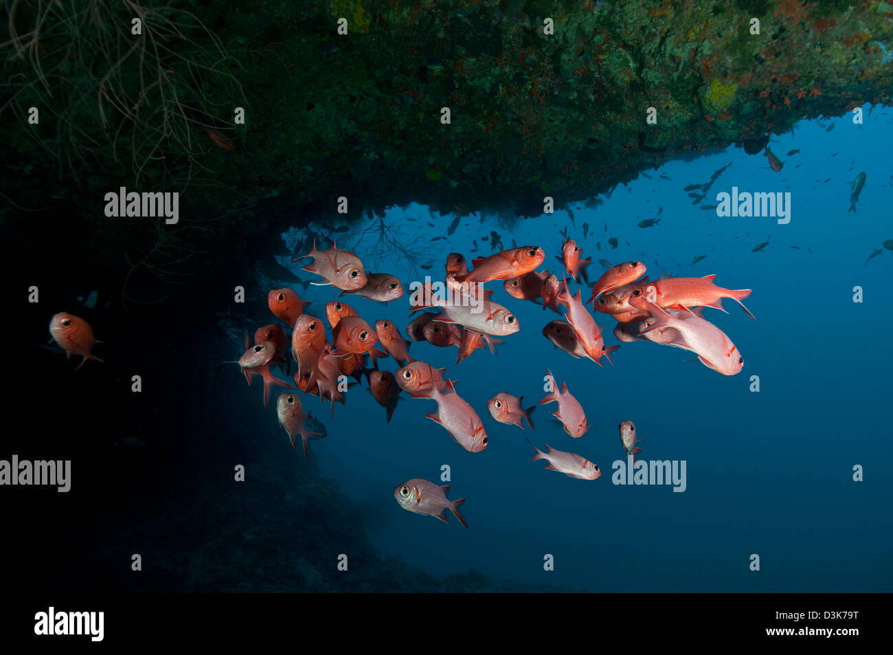 Ari male atoll hi-res stock photography and images - Alamy