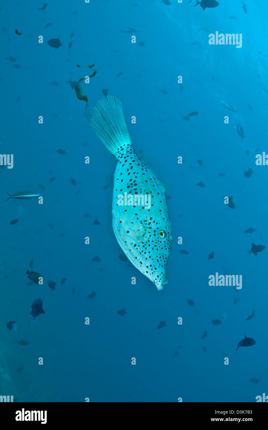 Scribbled filefish (Aluterus scriptus), Ari and Male Atoll, Maldives ...