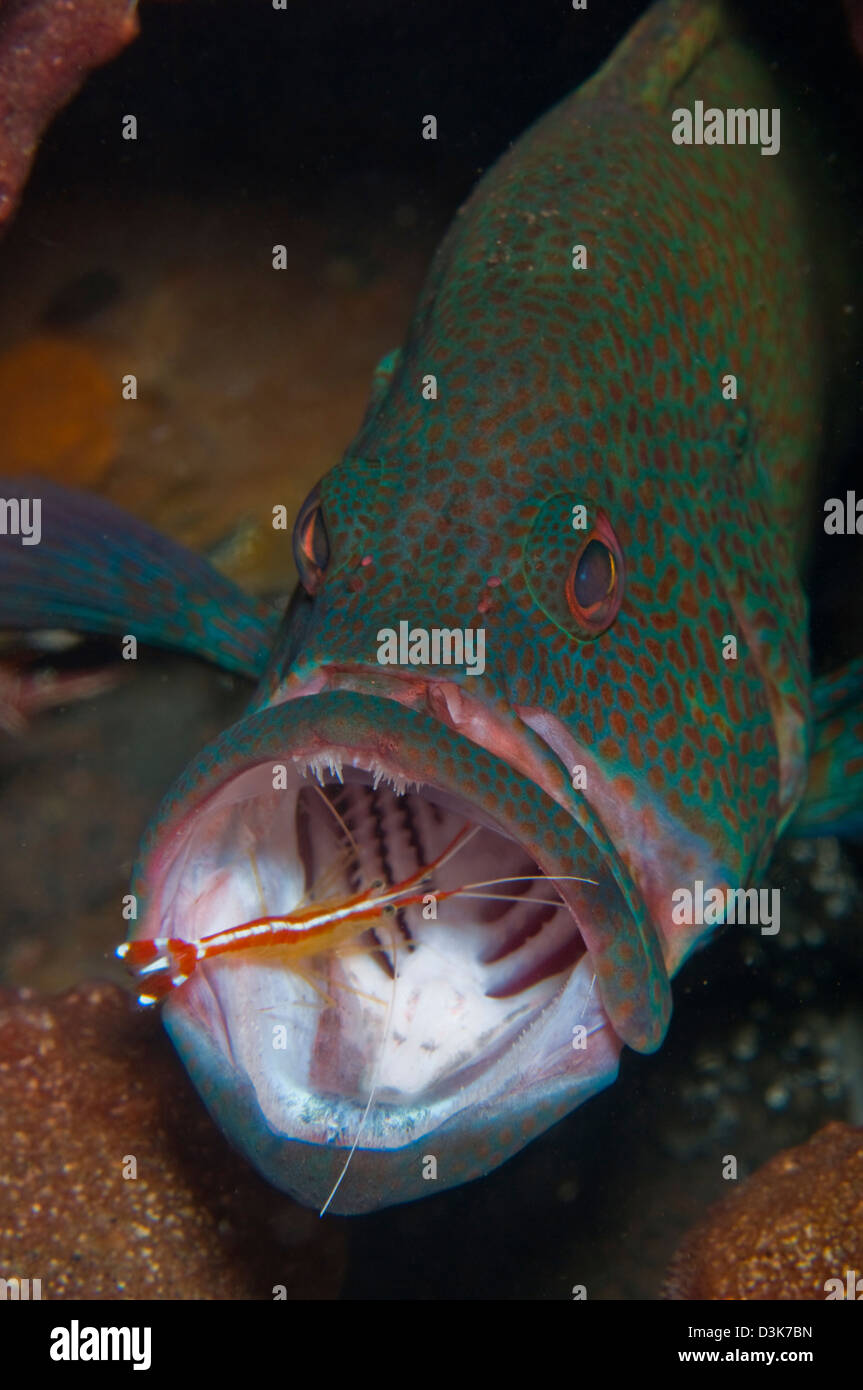 Spotted grouper with orange cleaner shrimp, Bali, Indonesia Stock Photo ...