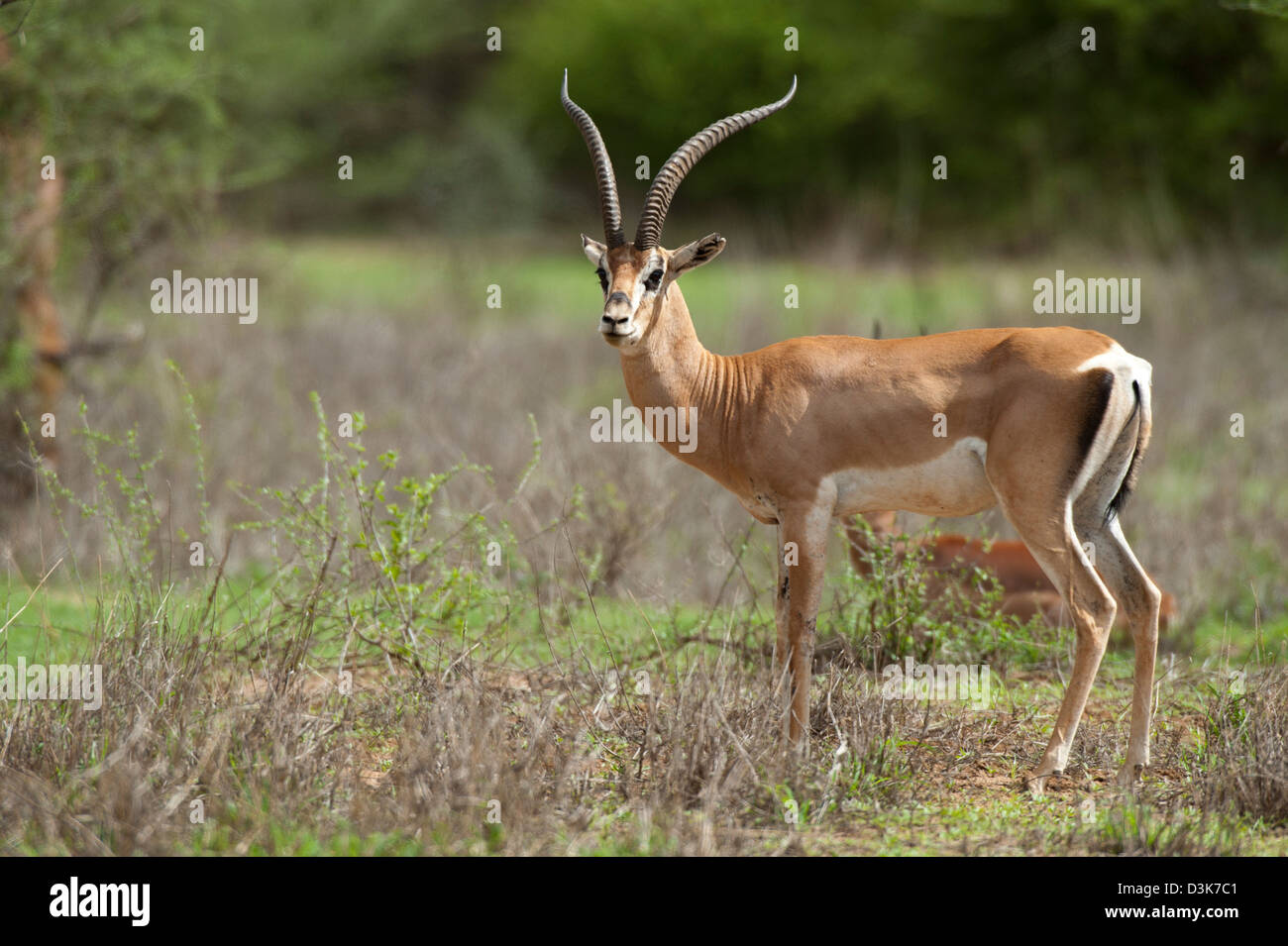 Gazelle amboseli kenya africa hi-res stock photography and images - Alamy
