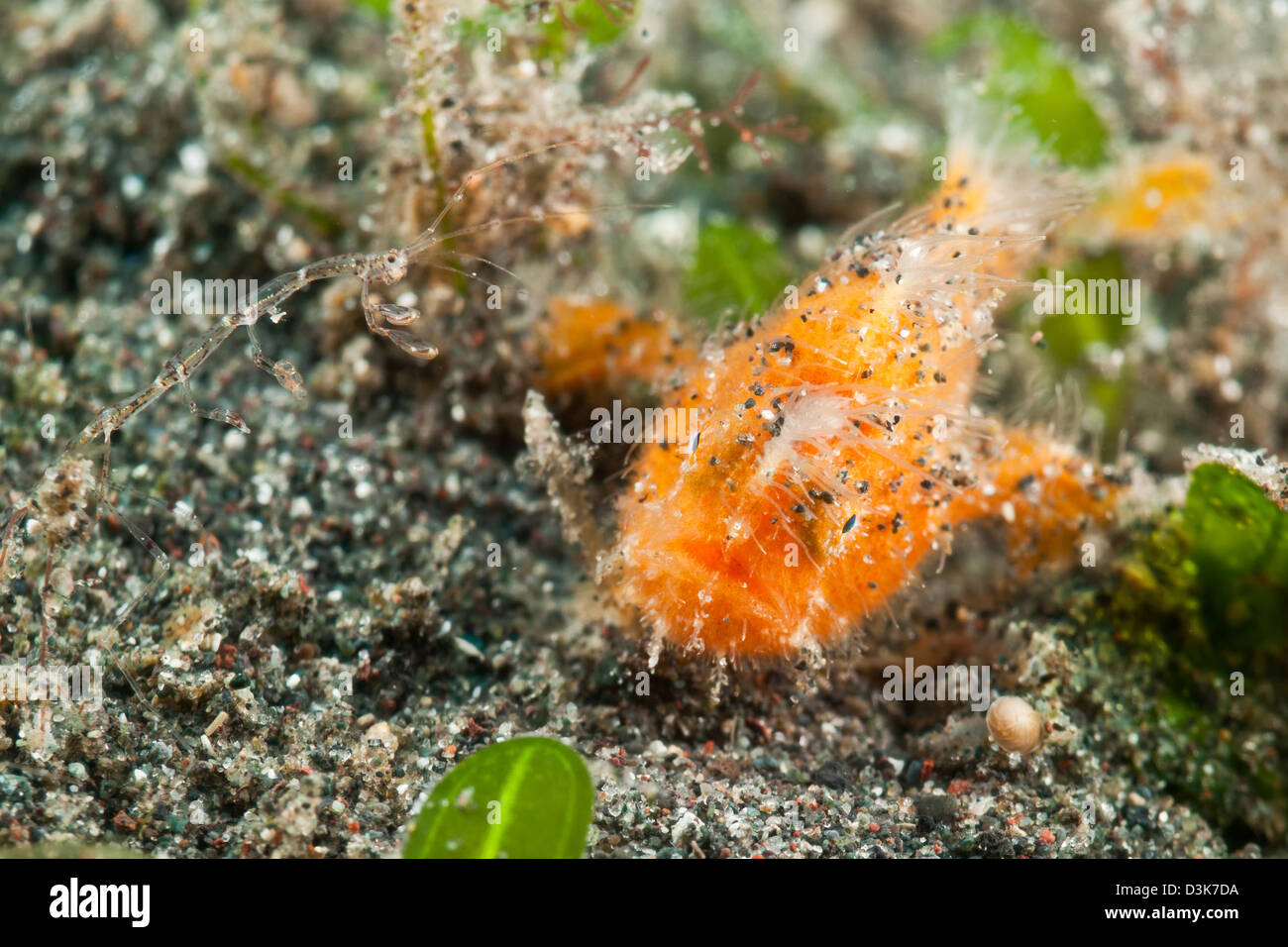 Shrimp Ocean High Resolution Stock Photography and Images - Alamy