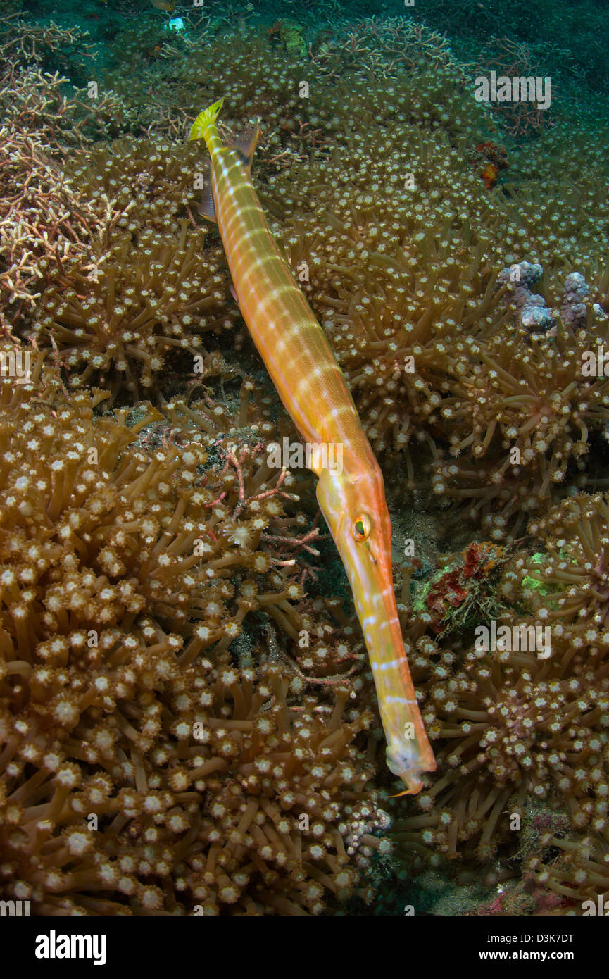 Trumpet fish, Lembeh Strait, Bitung, Sulawesi, Indonesia Stock Photo ...