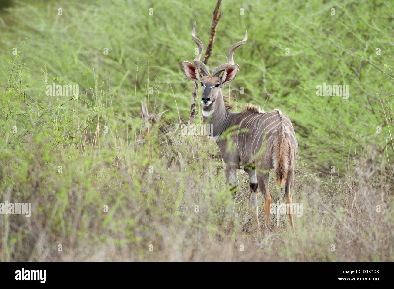 Lesser Kudu High Resolution Stock Photography and Images - Alamy