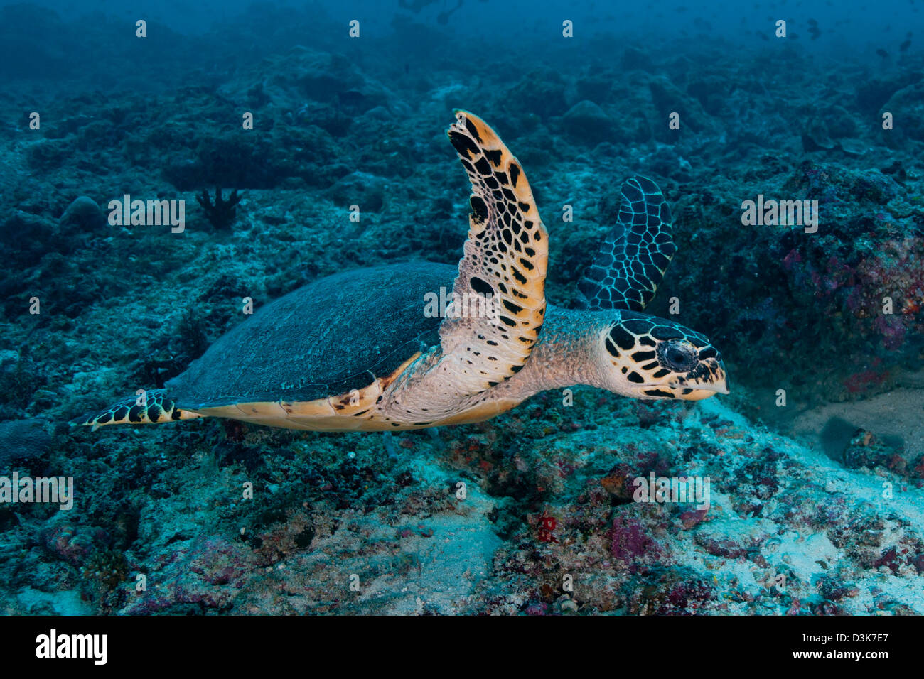 Ari male atoll hi-res stock photography and images - Alamy