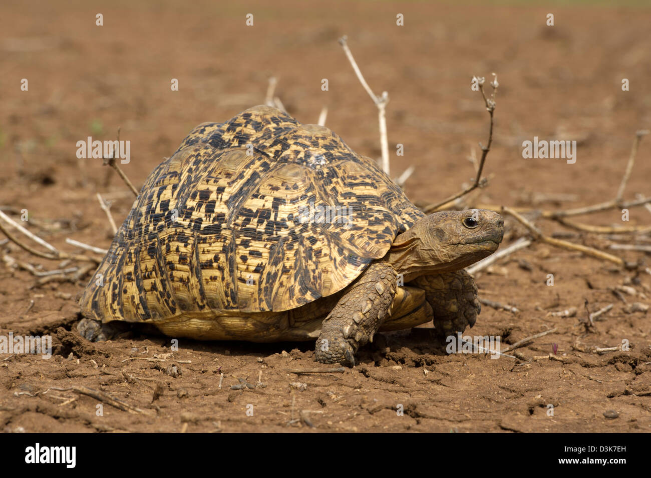 Leopard tortoise (Stigmochelys pardalis), Selenkay Conservancy, Kenya ...