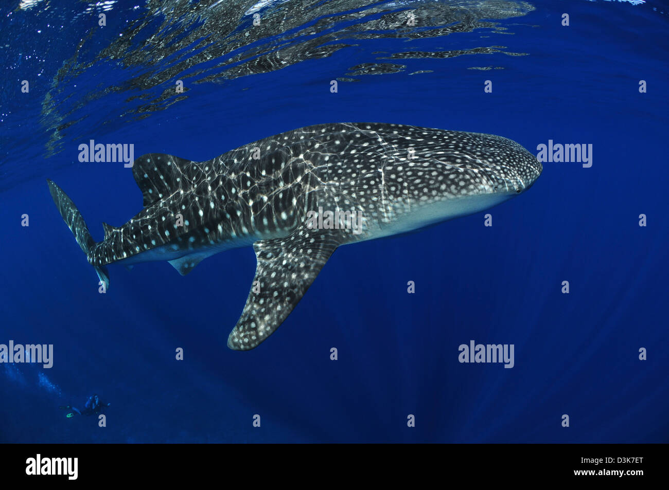 Whale shark reflected on surface with scuba diver in the distance ...