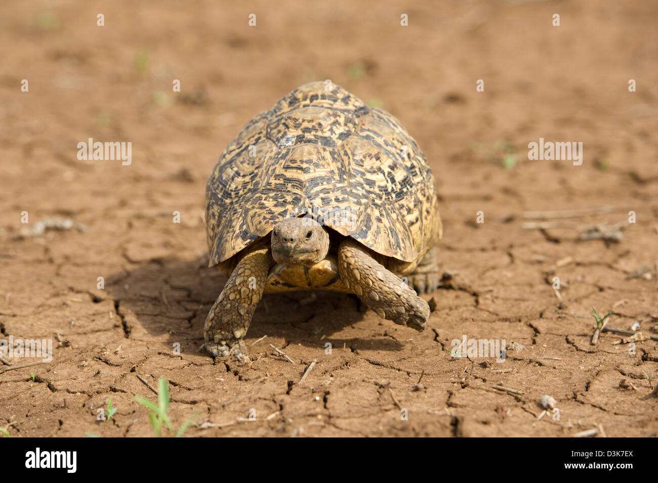 East african tortoise hi-res stock photography and images - Alamy