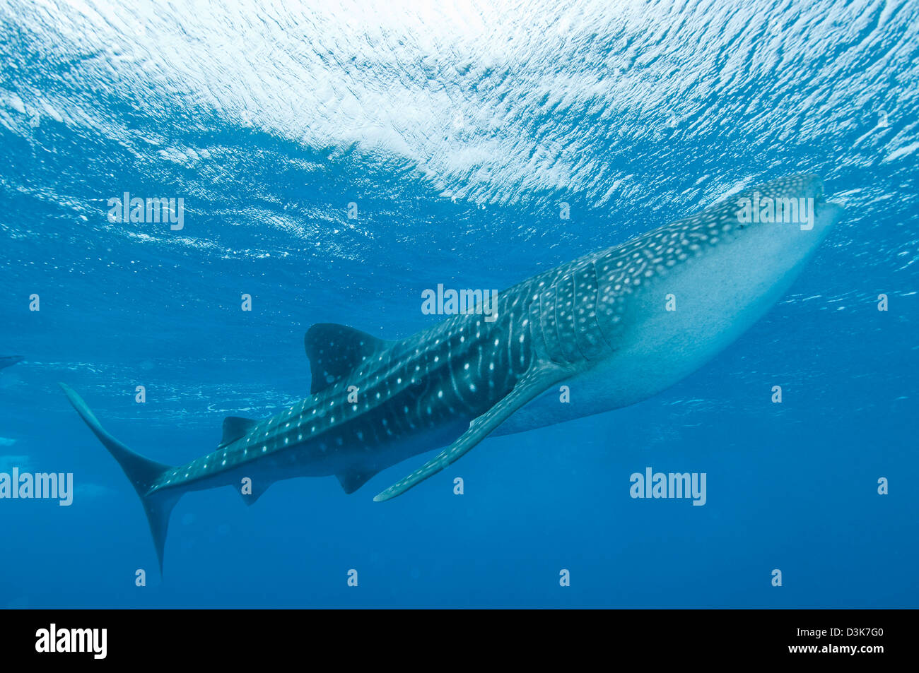 Whale shark, Ari and Male Atoll, Maldives Stock Photo - Alamy