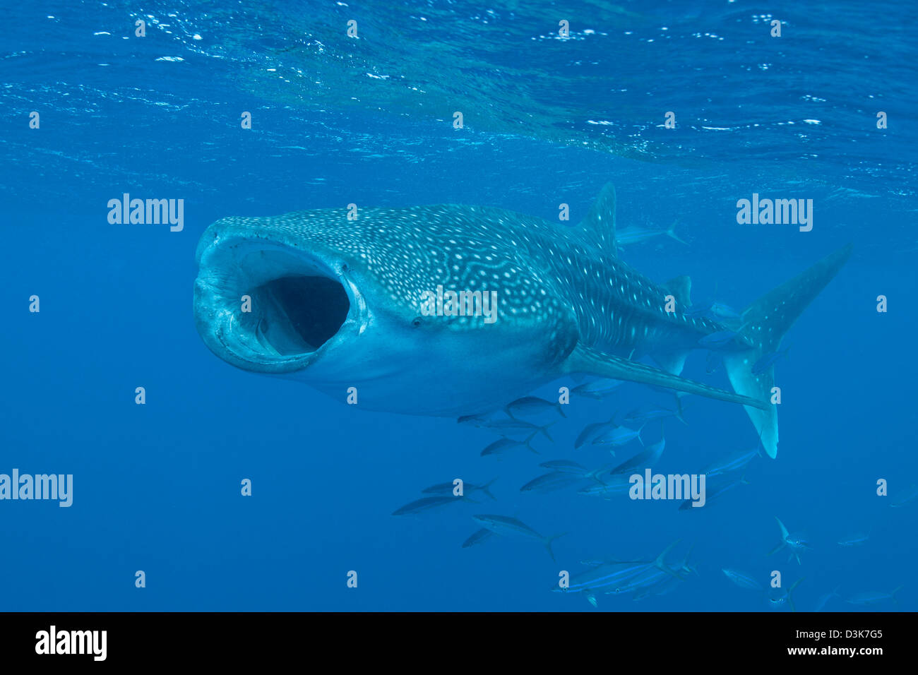 Whale shark, Ari and Male Atoll, Maldives Stock Photo - Alamy