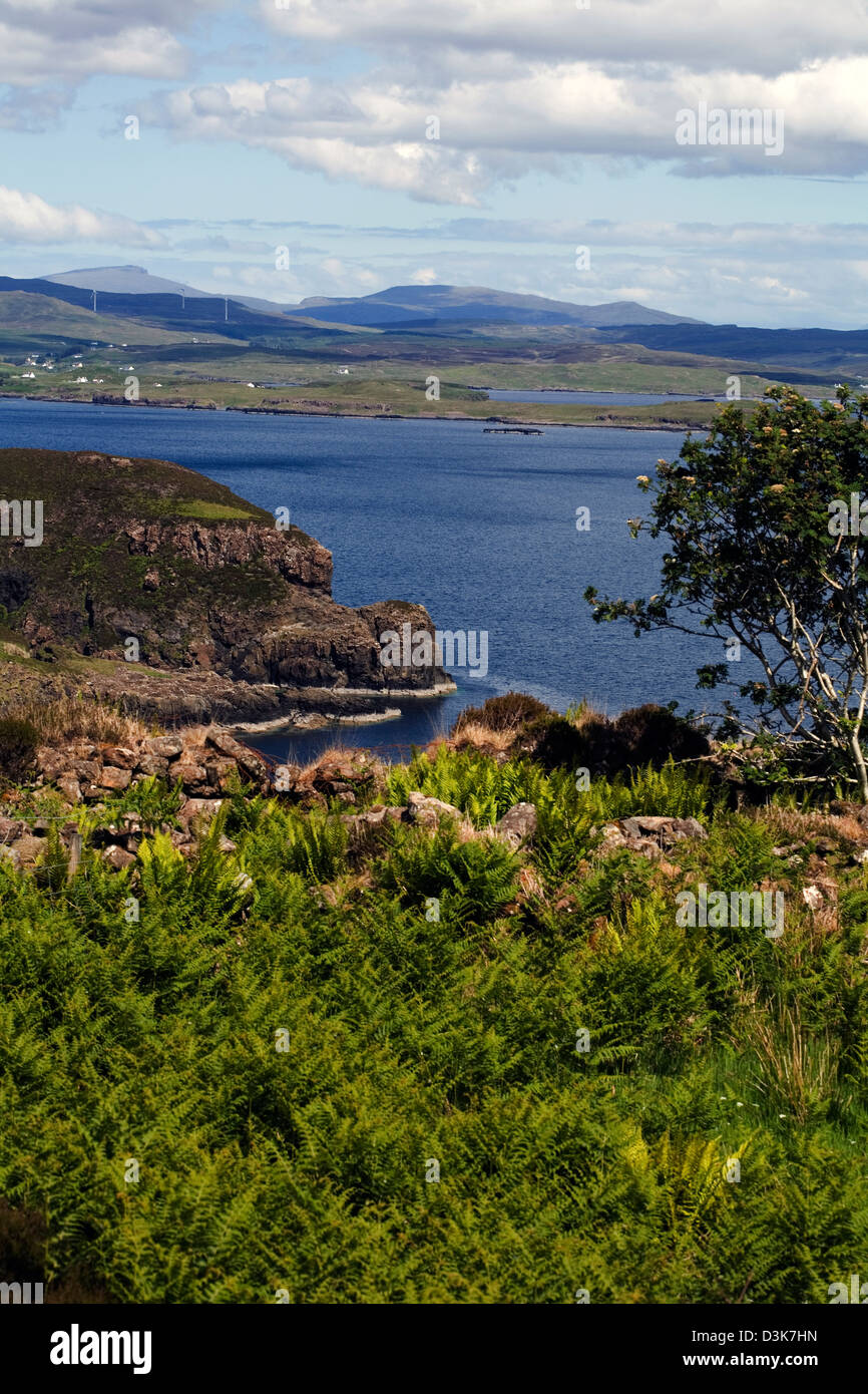 Rowan Trees Brandarsaig Bay Loch Bracadale from footpath from Orbost to ...